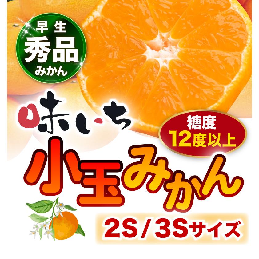 みかん 熊本県産 早生 秀品みかん 12月出荷 予約 味いち小玉みかん 3kg 2S/3Sサイズ 糖度12度以上 熊本産 産地直送 送料無料 S常 :wase-ajiko03:くいしんぼう ...