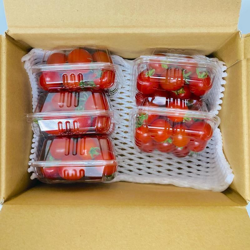 九州 熊本産 ミニトマト 約1kg 5パック（200g×5）2S〜2L 不揃い (002) 野菜 フルーツ 熊本 食品 旬 トマト : くまもと食彩の力 - 通販 - Yahoo!ショッピング