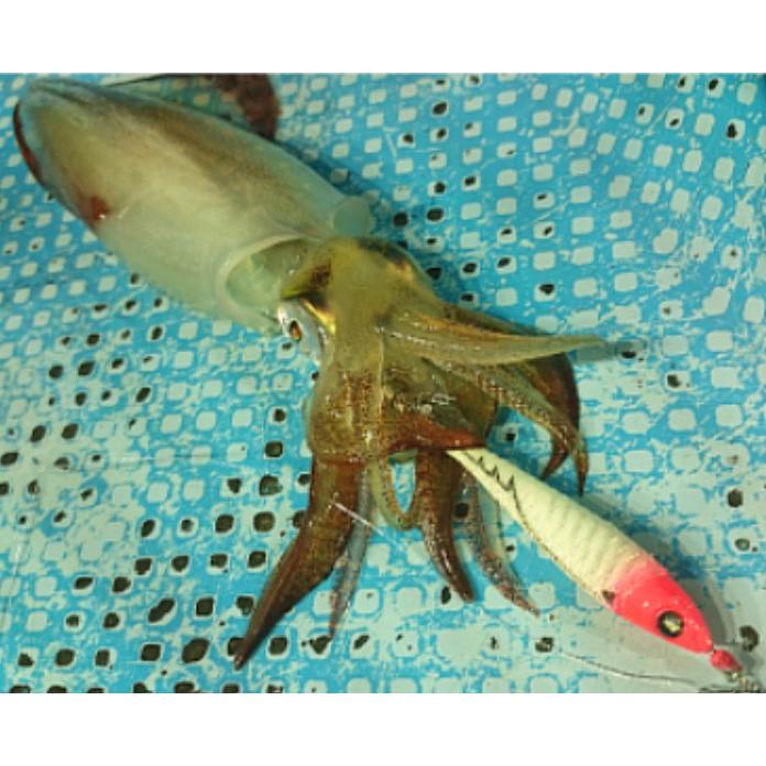 DUEL DUEL(デュエル) イージーベイトメタル リアル夜光レッドイエロー30号114gRLRY イカメタル : kumutreeヤフーショップ - 通販 - Yahoo!ショッピング