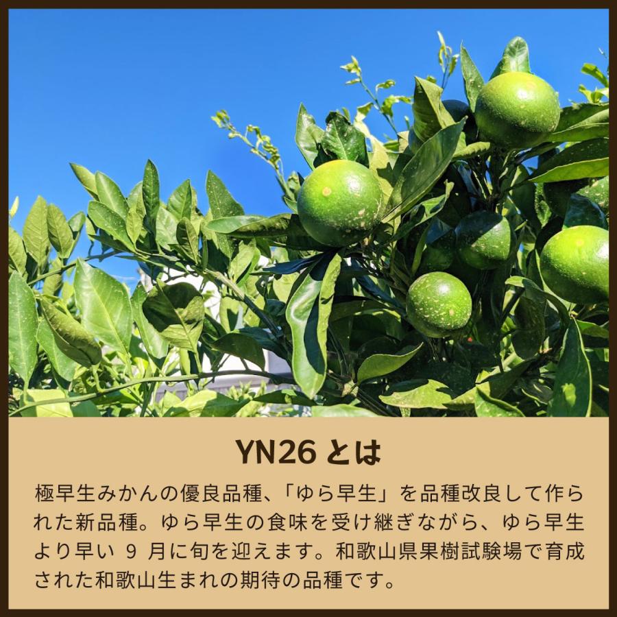 YN26 みかん 5kg 和歌山県産 産地直送 訳あり 家庭用 極早生 新品種 送料無料 下津みかん しもつみかん 蔵出しみかんの藤原農園 海南市 :001-001:蔵出しみかんの藤原農園 ...