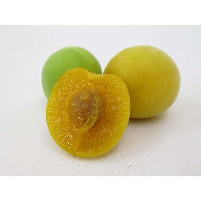 ”福井産 福太夫（ふくだゆう）” 秀品 L〜3L 約3kg 梅【予約 5月末以降】 送料無料 : くらし快援隊 - 通販 - Yahoo!ショッピング