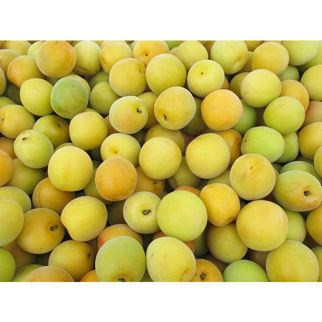 ”福井産 福太夫（ふくだゆう）” 秀品 L〜3L 約3kg 梅【予約 5月末以降】 送料無料 : くらし快援隊 - 通販 - Yahoo!ショッピング