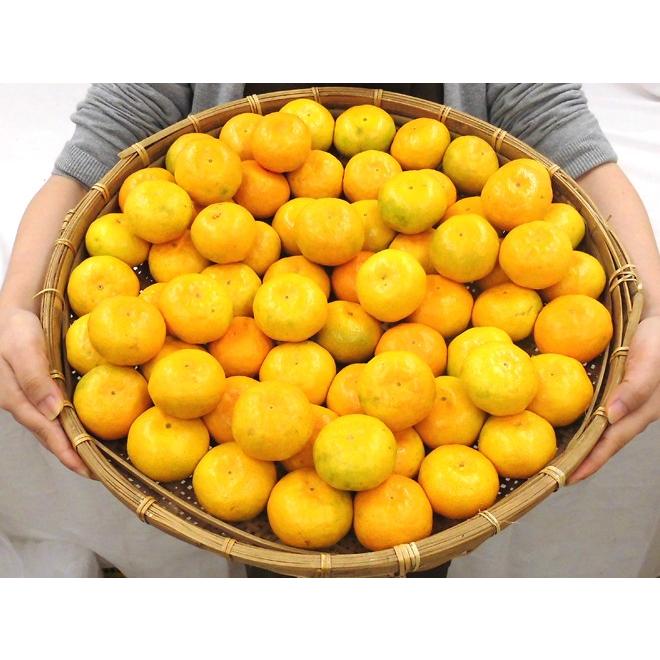 みかん 福岡 JAみなみ筑後 ”山川みかん 北原早生” 黒箱等級 2S/S/Mサイズ 約4kg【予約 10月中旬以降】 送料無料 : くらし快援隊 - 通販 - Yahoo!ショッピング