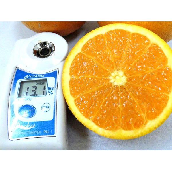 和歌山産 ”清見オレンジ” 秀品 2L〜4L 約5kg【予約 3月以降】 送料無料 :2018030-kiyomi5kg:くらし快援隊 - 通販 - Yahoo!ショッピング