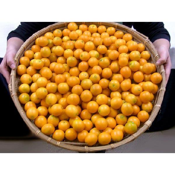 宮崎・鹿児島県 ”きんかん” 秀品 2L〜3L 約4kg 金柑【予約 12月以降】 送料無料 : 2018045-kin2l3l4kg : くらし快援隊 - 通販 - Yahoo!ショッピング