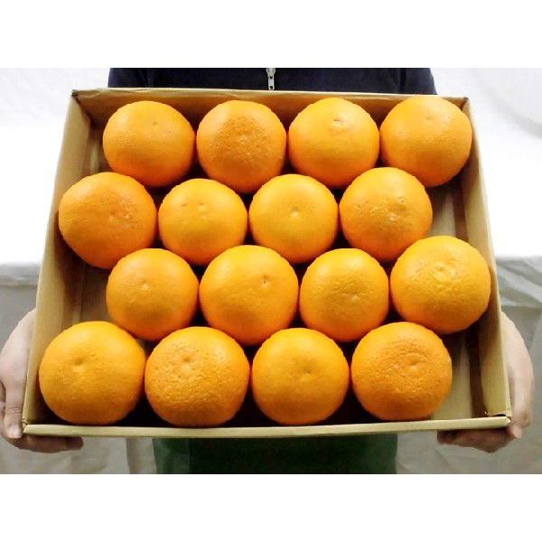 ”和歌山・田村産 清見オレンジ” 秀品 2L〜4L 約5kg【予約 3月中下旬以降】 送料無料 : くらし快援隊 - 通販 - Yahoo!ショッピング