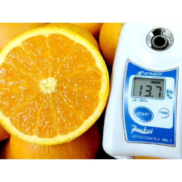 和歌山・田村産 ”清見オレンジ” 秀品 2L〜4L 約5kg【予約 3月中下旬以降】 送料無料 :2018999-kiyomi5kg:くらし快援隊 - 通販 - Yahoo!ショッピング