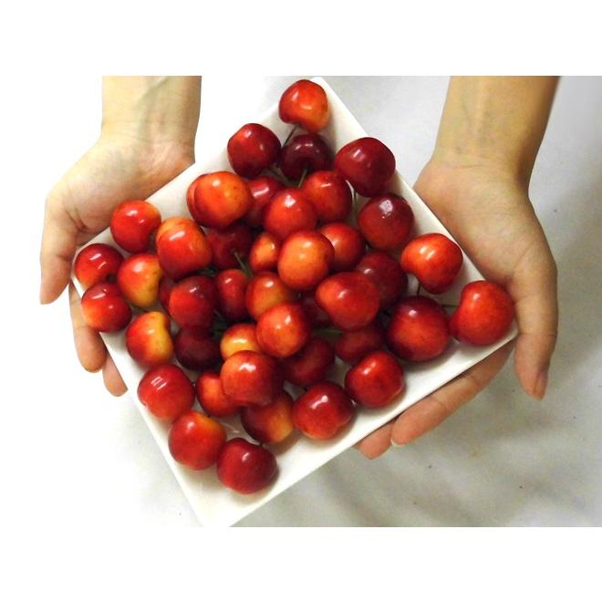 ”アメリカ産 レーニアチェリー” 超大粒 約500g さくらんぼ【予約 6月下旬以降】 送料無料 : くらし快援隊 - 通販 - Yahoo ...