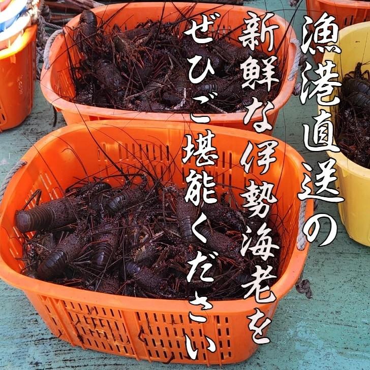 えび 伊勢海老 千葉県 3尾 1200g 名産地 千葉 値段 キロ うまい シーズン 冷凍保存旬 おすすめ 縁起物 海老 伊勢エビ お取り寄せ 贈答用 ギフト 送料無料 : いせえび問屋 ...