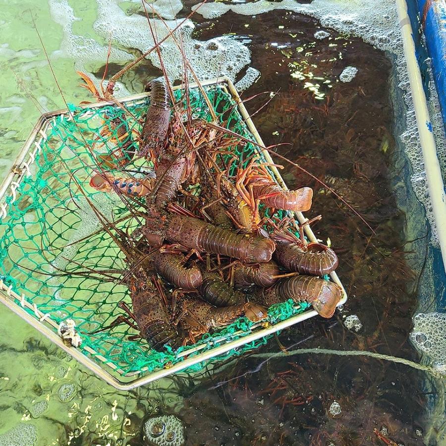 えび 伊勢海老 千葉県 3尾 1200g 名産地 千葉 値段 キロ うまい シーズン 冷凍保存旬 おすすめ 縁起物 海老 伊勢エビ お取り寄せ 贈答用 ギフト 送料無料 ...