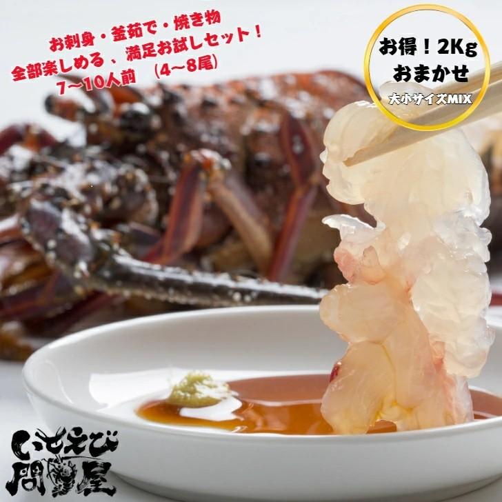 【産地直送 即日配送】大容量 千葉県産 活〆生冷凍天然伊勢海老 お刺身用 2kg(4~8尾)生食 ギフト 贈り物 お祝い お取り寄せイセエビいせえび お歳暮グルメ BBQ : いせえび問屋 ...
