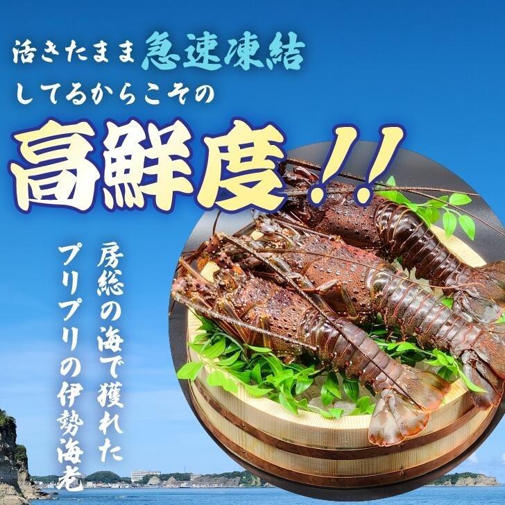 【産地直送 即日配送】大容量 千葉県産 活〆生冷凍天然伊勢海老 お刺身用 2kg(4~8尾)生食 ギフト 贈り物 お祝い お取り寄せイセエビいせえび お歳暮グルメ BBQ : いせえび問屋 ...