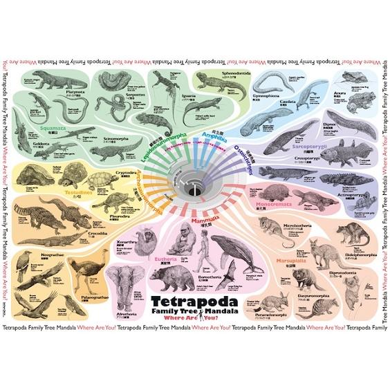 『Tetrapods Family Tree Mandala 系統樹マンダラ・シリーズ 四足動物編』両面特大ポスター : くうねる堂 - 通販 - Yahoo!ショッピング