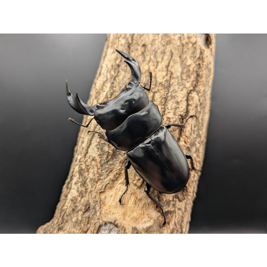 ネパールアンタエウス ♂75mm♀49mmペア : クワガタカブトムシ専門ショップシエル ヤフー店 - 通販 - Yahoo!ショッピング