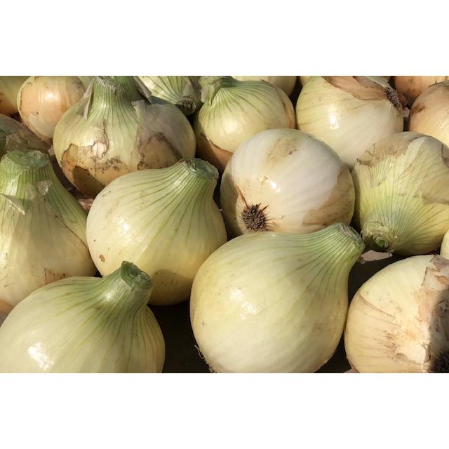 淡路島産 今しか味わえない季節限定 新玉ねぎ 3kg : 淡路協同物産株式会社 - 通販 - Yahoo!ショッピング