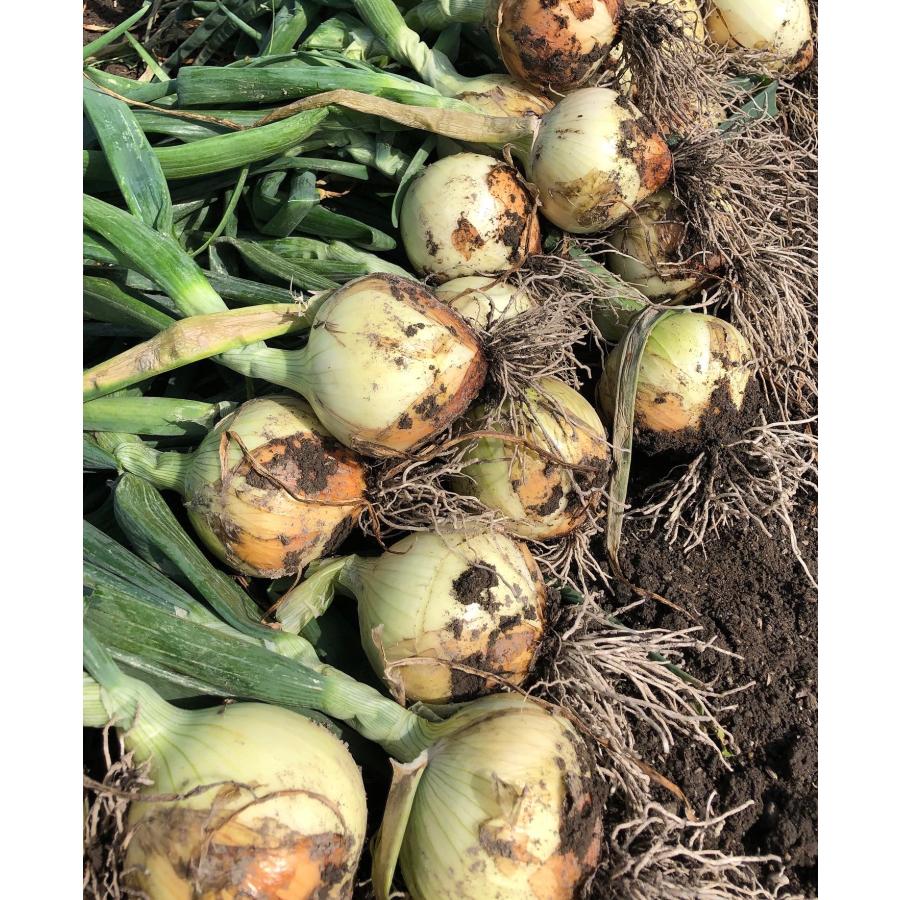 淡路島産 今しか味わえない季節限定 新玉ねぎ 3kg : 淡路協同物産株式会社 - 通販 - Yahoo!ショッピング