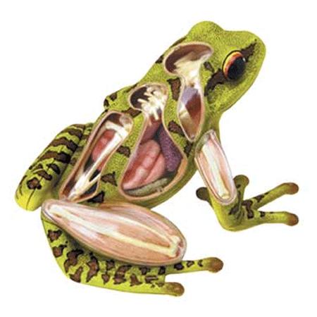 4D VISION 動物解剖 No.05 (カエル解剖モデル) : 教材自立 4D VISION 動物解剖 No.05 (カエル解剖モデル) : 教材自立