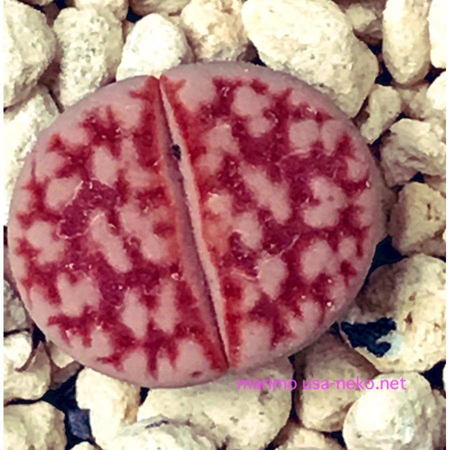 Main - 爆売り！ 多肉植物 リトープス カラスモンタナmix 種10粒 メセン 多肉植物 リトープス カラスモンタナmix 種10粒 ...