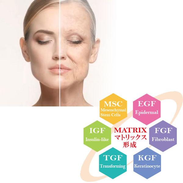 DDS 酵素パワーペーストミラクル ビタミン ミネラル 有機酸 アミノ酸 サプリメント :DDS-SUPPLEMENT-POWERPASTE:Lafitte ラフィート スポーツ - 通販 ...