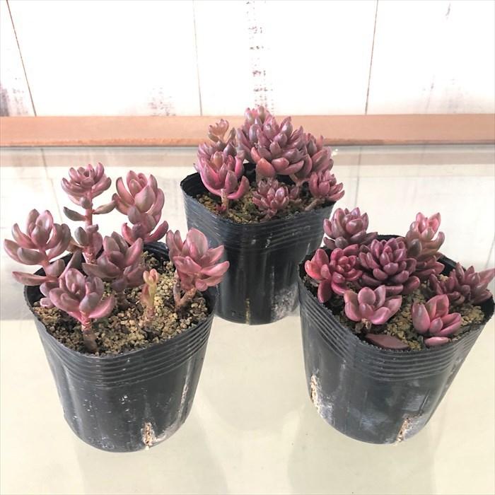 多肉植物 グラプトベリア チョコレート錦 7.5cmポット 観葉植物 多肉植物 グラプトベリア チョコレート錦 7.5cmポット 観葉植物
