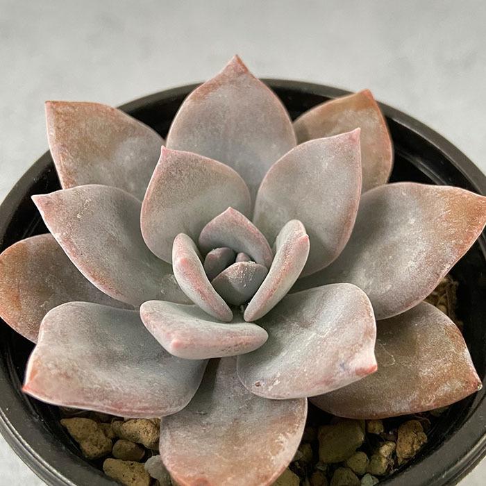 多肉植物 エケベリア ミッシングユー 9cmポット 観葉植物 インテリア yos : レイテストプランツ - 通販 - Yahoo!ショッピング