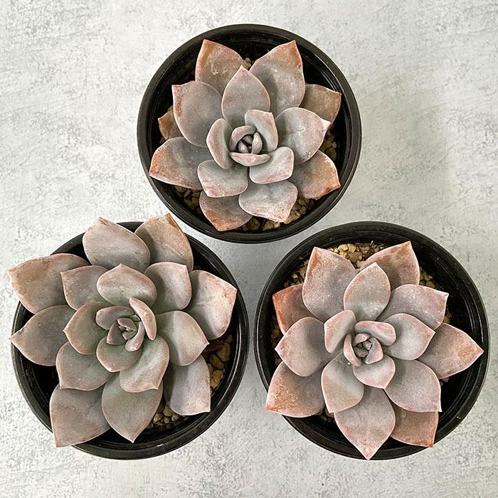 多肉植物 エケベリア ミッシングユー 9cmポット 観葉植物 インテリア yos : レイテストプランツ - 通販 - Yahoo!ショッピング