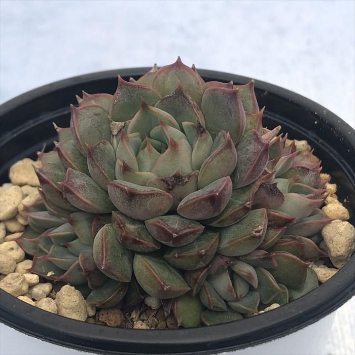 多肉植物 エケベリア ピンクステラ 9cmポット 観葉植物 インテリア yos : レイテストプランツ - 通販 - Yahoo!ショッピング