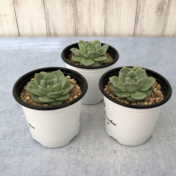 多肉植物 エケベリア クイーンローズ 9cmポット 観葉植物 インテリア yos : レイテストプランツ - 通販 - Yahoo!ショッピング