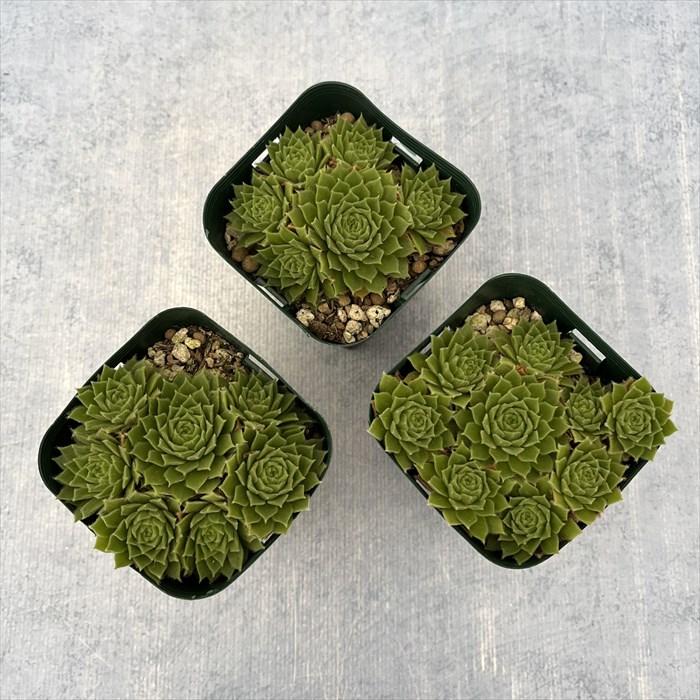 多肉植物 センペルビウム SPN-8 7.5cmポット 観葉植物 インテリア siz : レイテストプランツ - 通販 - Yahoo!ショッピング