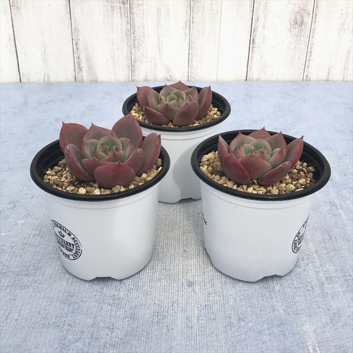 多肉植物 エケベリア テトリシア 9cmポット 観葉植物 インテリア yos : l230118010 : レイテストプランツ - 通販 - Yahoo!ショッピング