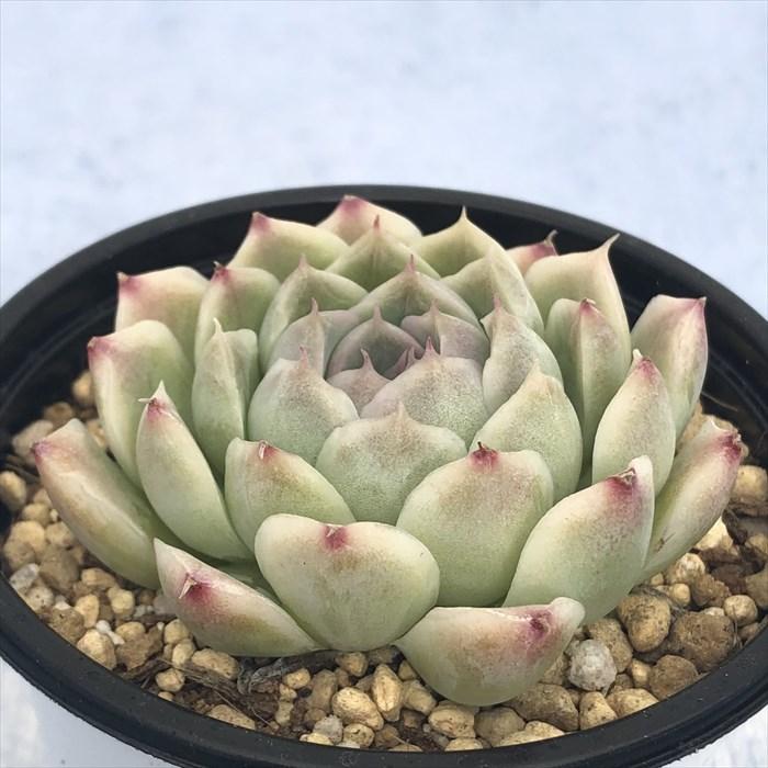 多肉植物 エケベリア エッセンス 9cmポット 観葉植物 インテリア yos : レイテストプランツ - 通販 - Yahoo!ショッピング