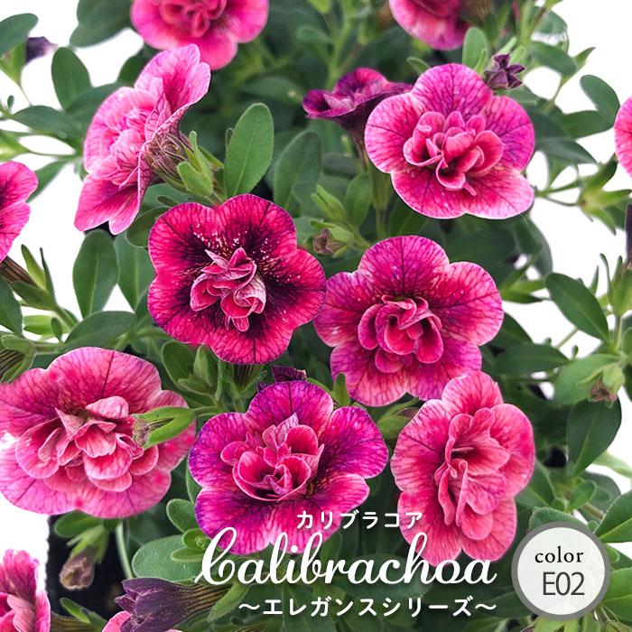 カリブラコア ティフォシー エレガンスシリーズ E02 3.5号ポット 花苗 ガーデニング jdk : レイテストプランツ - 通販 - Yahoo!ショッピング