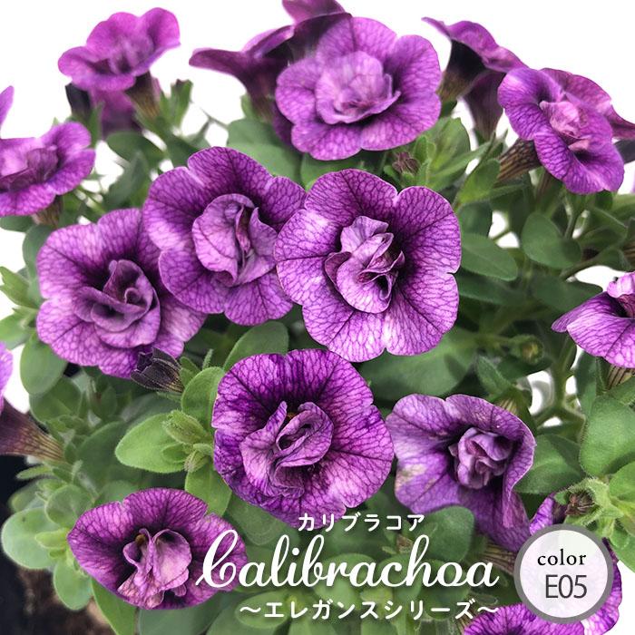 カリブラコア ティフォシー エレガンスシリーズ E05 3.5号ポット 花苗 ガーデニング jdk : レイテストプランツ - 通販 - Yahoo!ショッピング