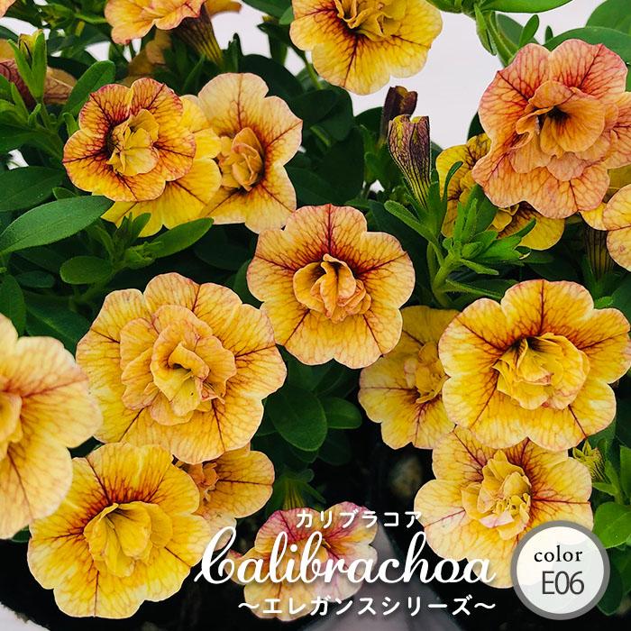 【予約販売】カリブラコア ティフォシー エレガンスシリーズ E06 3.5号ポット 花苗 ガーデニング 4月上旬以降発送 : l231102021 : レイテストプランツ - 通販 ...