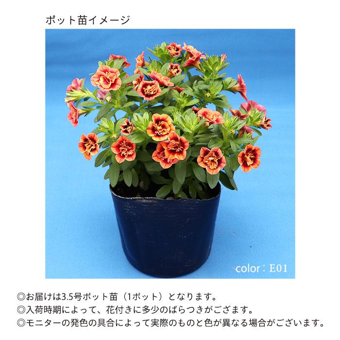 カリブラコア ティフォシー エレガンスシリーズ E08 3.5号ポット 花苗 ガーデニング jdk : レイテストプランツ - 通販 - Yahoo!ショッピング