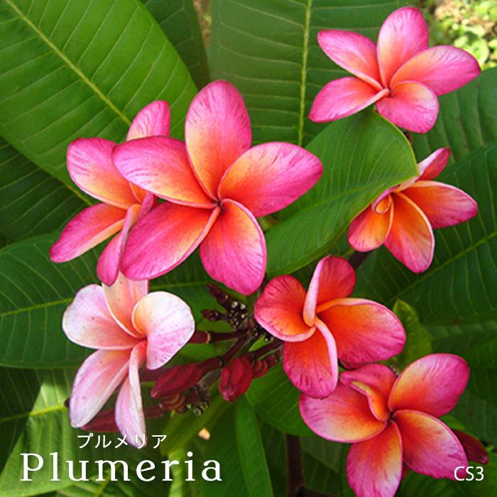 プルメリア CS3 5号鉢 送用無料 鉢花 ハワイ タヒチ : レイテストプランツ - 通販 - Yahoo!ショッピング