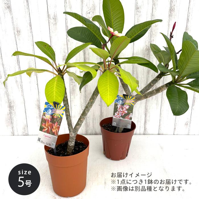 プルメリア CS3 5号鉢 送用無料 鉢花 ハワイ タヒチ : レイテストプランツ - 通販 - Yahoo!ショッピング