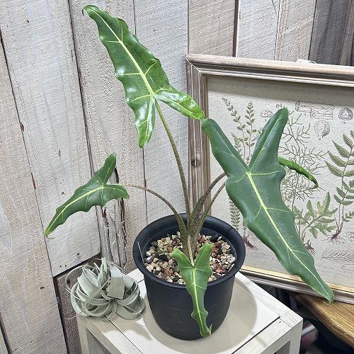 【訳あり特価】観葉植物 アロカシア サリアン 6号 インテリア 室内 オシャレ カワイイ 可愛い : LEAFS ヤフー店 - 通販 - Yahoo!ショッピング