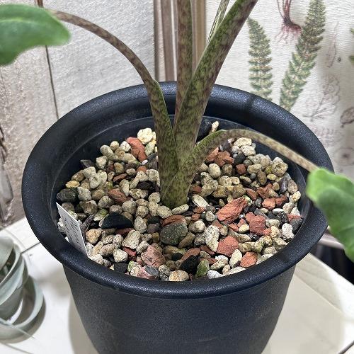 【訳あり特価】観葉植物 アロカシア サリアン 6号 インテリア 室内 オシャレ カワイイ 可愛い : LEAFS ヤフー店 - 通販 - Yahoo!ショッピング