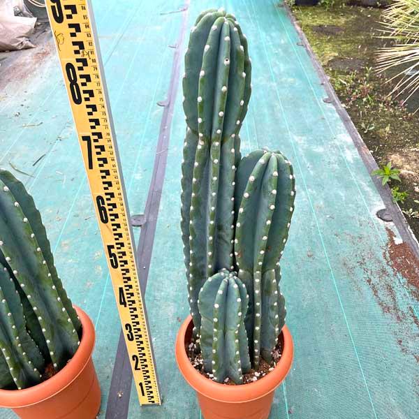 3頭立ち サボテン 柱サボテン 多肉植物 8号 ドライガーデン 3頭立ち サボテン 柱サボテン 多肉植物 8号 ドライガーデン
