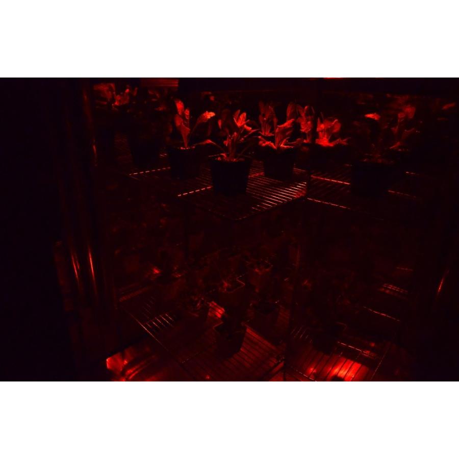 3W 赤色 赤 レッド 近赤外線 720nm-740nm ハイパワーLED素子 2つのLED素子を内蔵した、デュアルチップで高効率!! LED ...