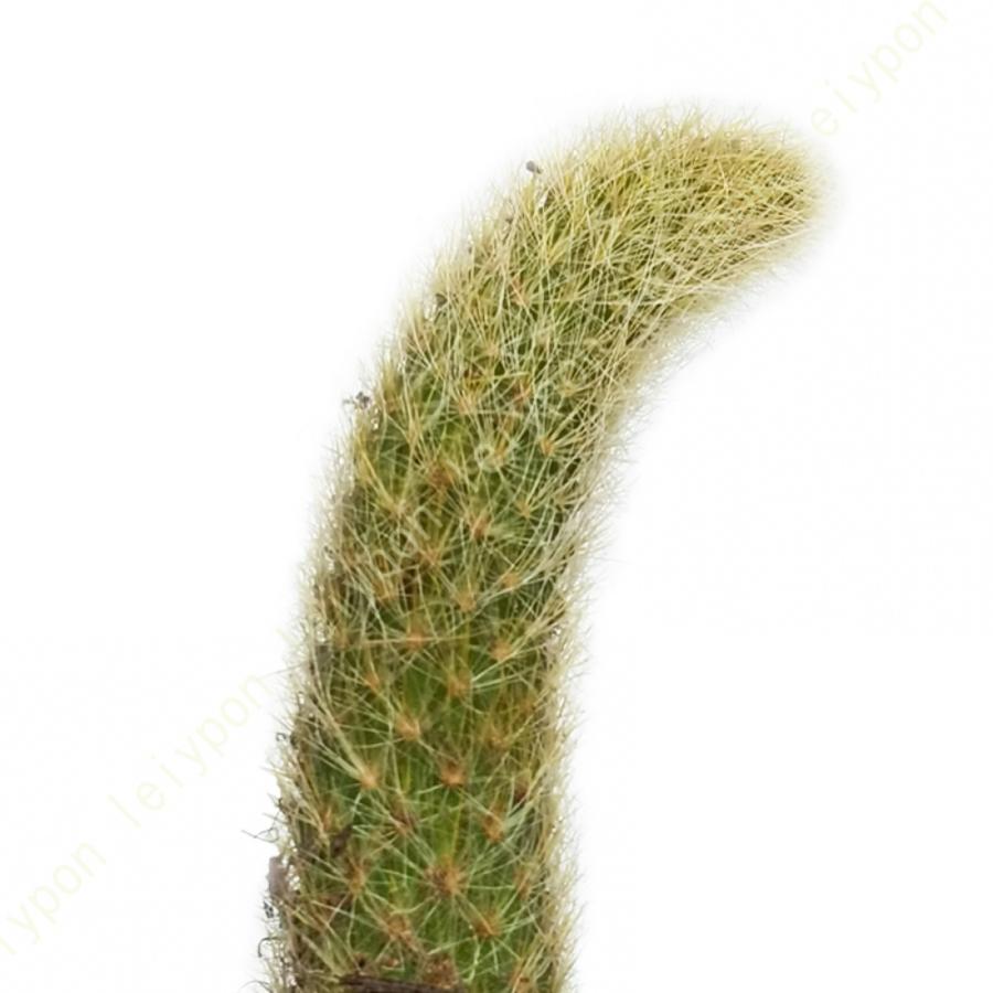 猫プランター セラミック動物多肉植物プランターポット 鉢カバー プランター セラミック フラワーポット おしゃれ アニマル 栽培セット キット アップルミント :g03-qcn-VQERFA ...