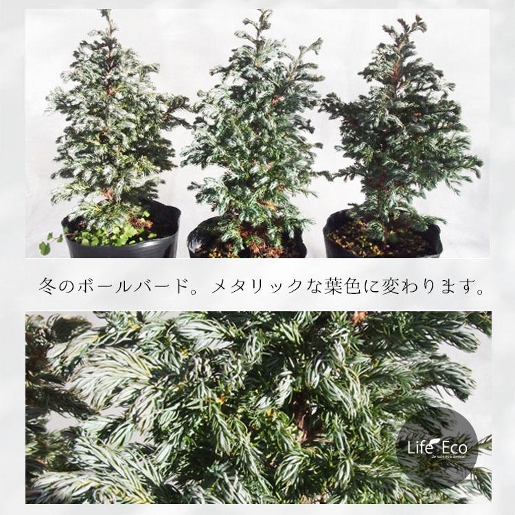 庭木・植木 コニファー・ボールバード（ブルーバード） / 4寸・約W30cm×H55cm【3株セット】 : ライフエコショップ Yahoo!店 - 通販 - Yahoo!ショッピング