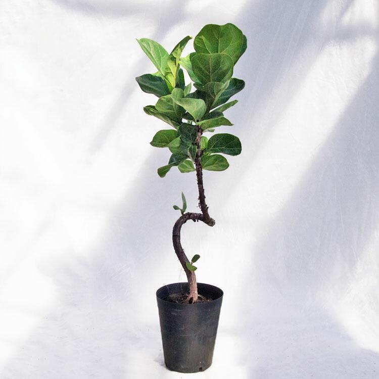 観葉植物 カシワバゴム・バンビーノ（フィカス・リナータ）曲げ / 6寸・約W25cm×H80cm : ライフエコショップ Yahoo!店 - 通販 - Yahoo!ショッピング