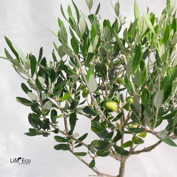 庭木・植木 オリーブ（スタンド仕立・トピアリー） / 5寸・W30cm×H70cm : ライフエコショップ Yahoo!店 - 通販 - Yahoo!ショッピング