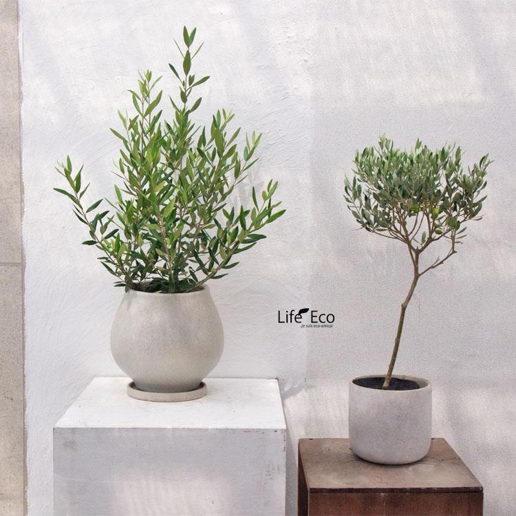 庭木・植木 オリーブ（スタンド仕立・トピアリー） / 5寸・W30cm×H70cm : ライフエコショップ Yahoo!店 - 通販 - Yahoo!ショッピング