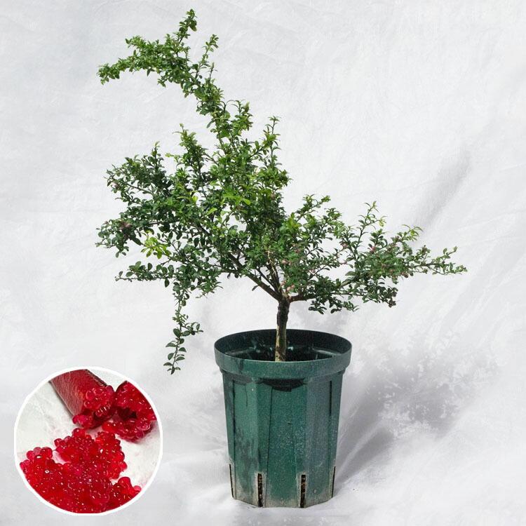 庭木・植木 フィンガーライム・リトルルビー / 5寸・約W40×H60〜80cm : ライフエコショップ Yahoo!店 - 通販 - Yahoo!ショッピング