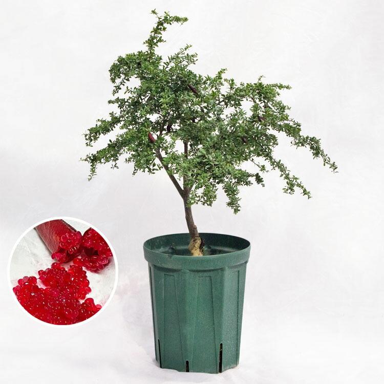 庭木・植木 フィンガーライム・リトルルビー / 8寸・約W70×H70〜90cm : ライフエコショップ Yahoo!店 - 通販 - Yahoo!ショッピング