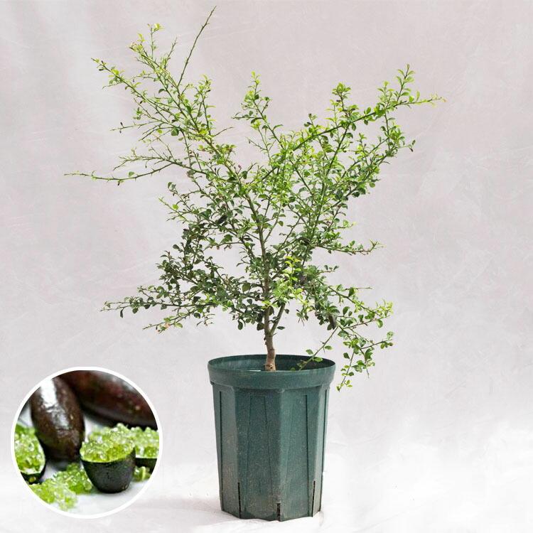 庭木・植木 フィンガーライム・ダーラムエメラルド / 7寸・約W50×H70〜90cm : ライフエコショップ Yahoo!店 - 通販 - Yahoo!ショッピング
