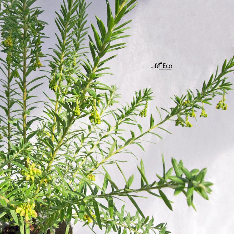 庭木・植木 グレビレア・ジュビリー / 4寸・約H70cm【3株セット】 : ライフエコショップ Yahoo!店 - 通販 - Yahoo!ショッピング